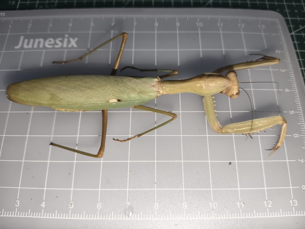 Timor Giant Mantis in November 2025 by mrc2002 · iNaturalist