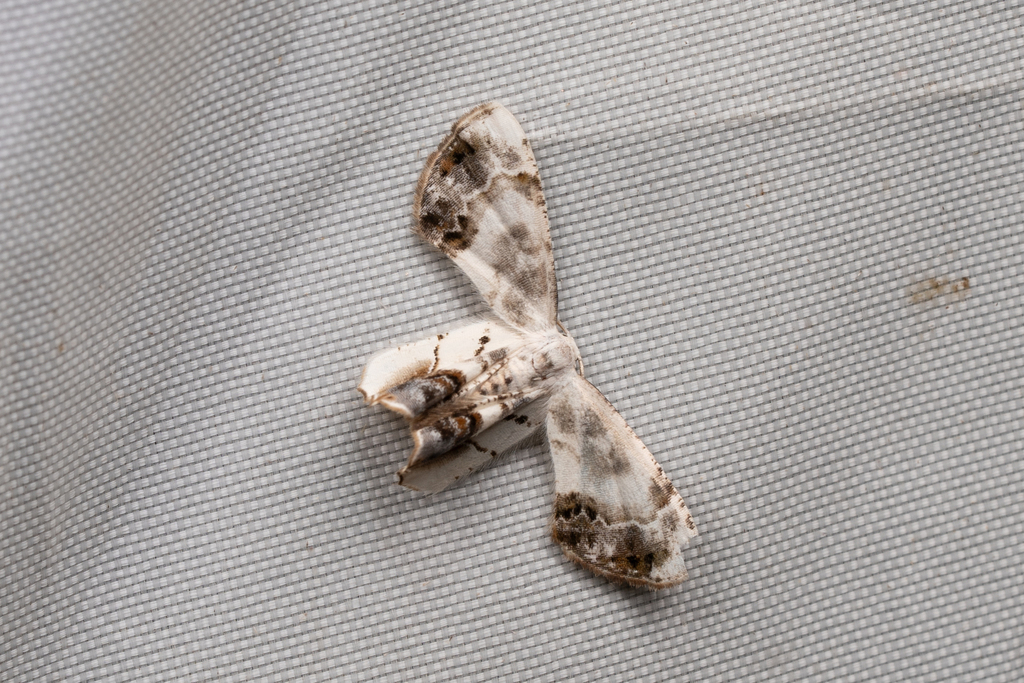 Epiplema from 中国河南省洛阳市嵩县7R8M+4RV 邮政编码: 471635 on June 30, 2025 at 12:23 ...