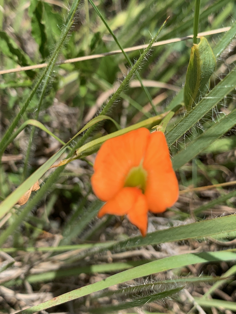 Tephrosia acaciifolia from Suikerbosrand Bokmakierie; JHB on January 6 ...