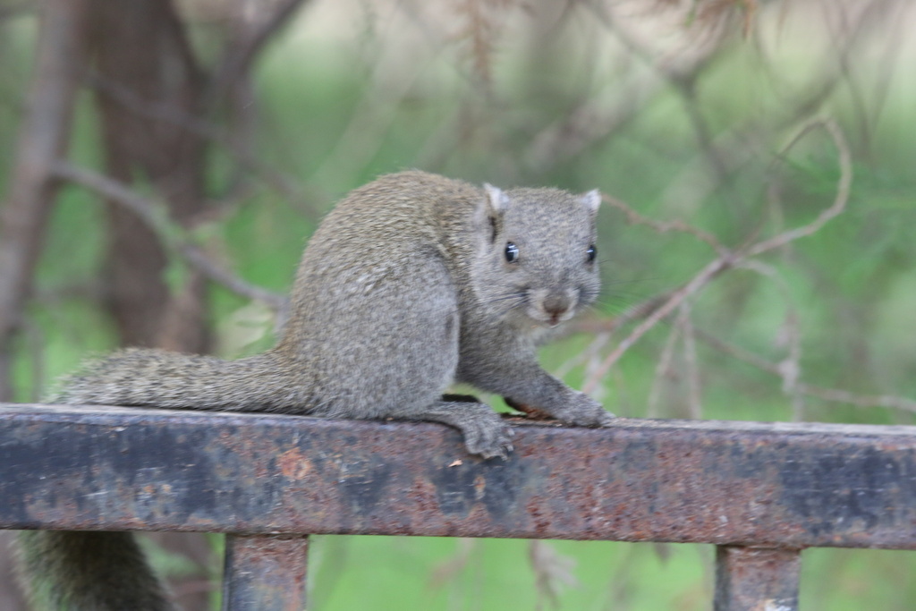 Pallas' Squirrel from 天坛公园, 北京市, CN on April 29, 2025 at 03:08 PM by ...