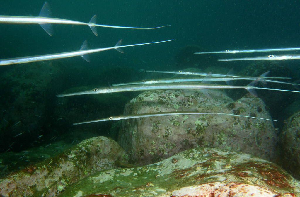 Bluespotted Cornetfish (Fishes of Cabbage Tree Bay Aquatic Reserve ...