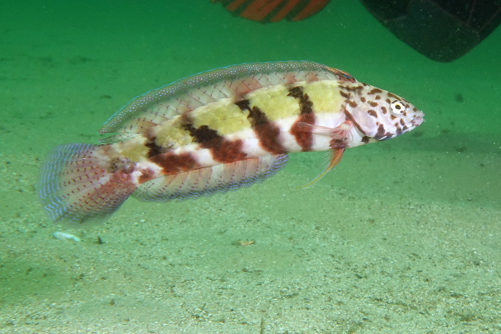 Snakeskin Wrasse (Fish of Coogee Beach) · iNaturalist