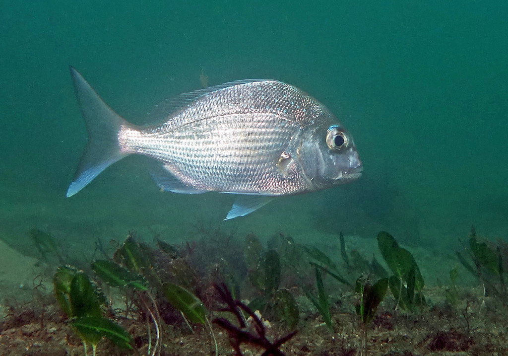 Snapper (Chrysophrys auratus) - Marine Life Identification