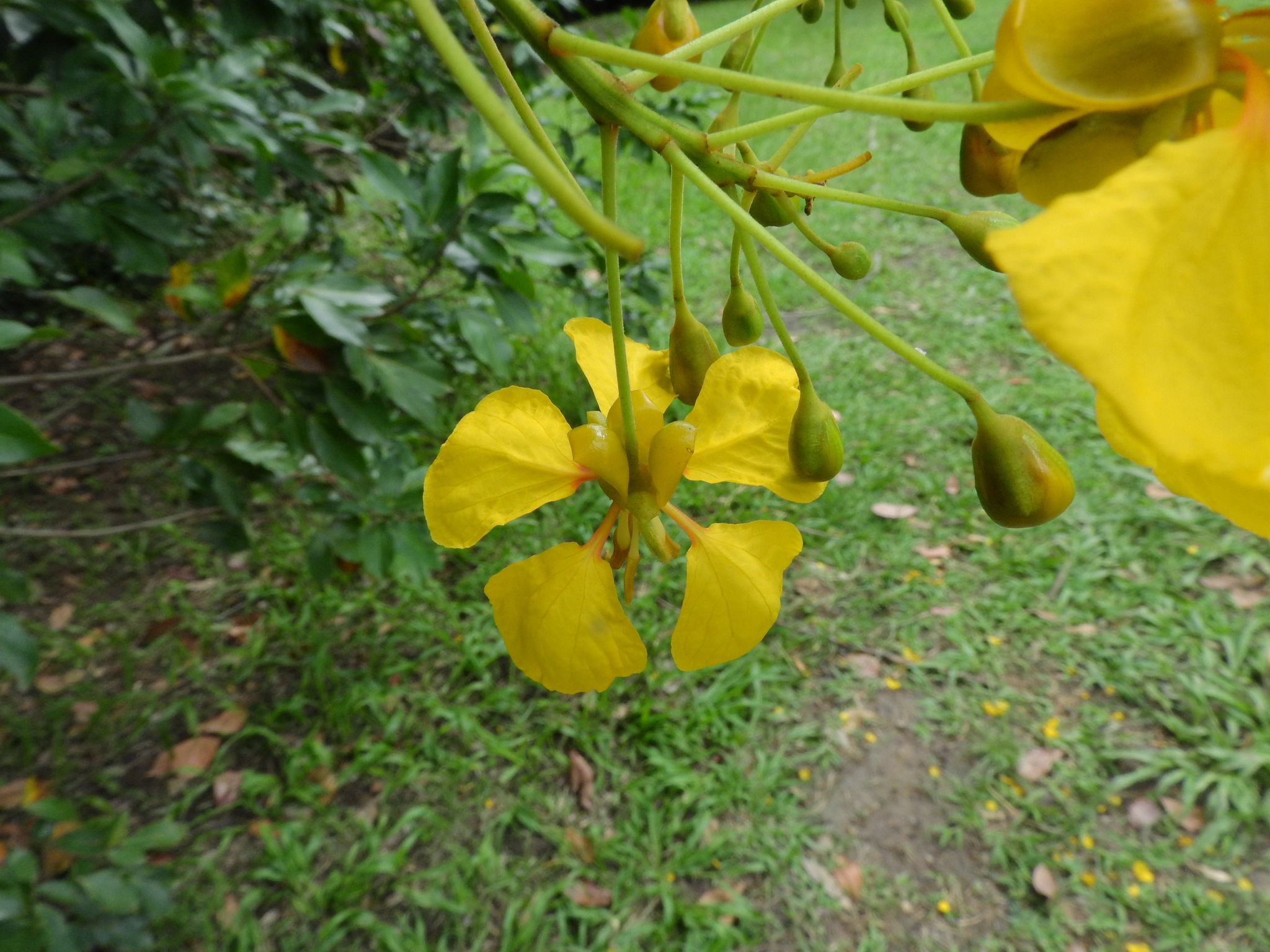 Senna silvestris (Vell.) H.S.Irwin & Barneby