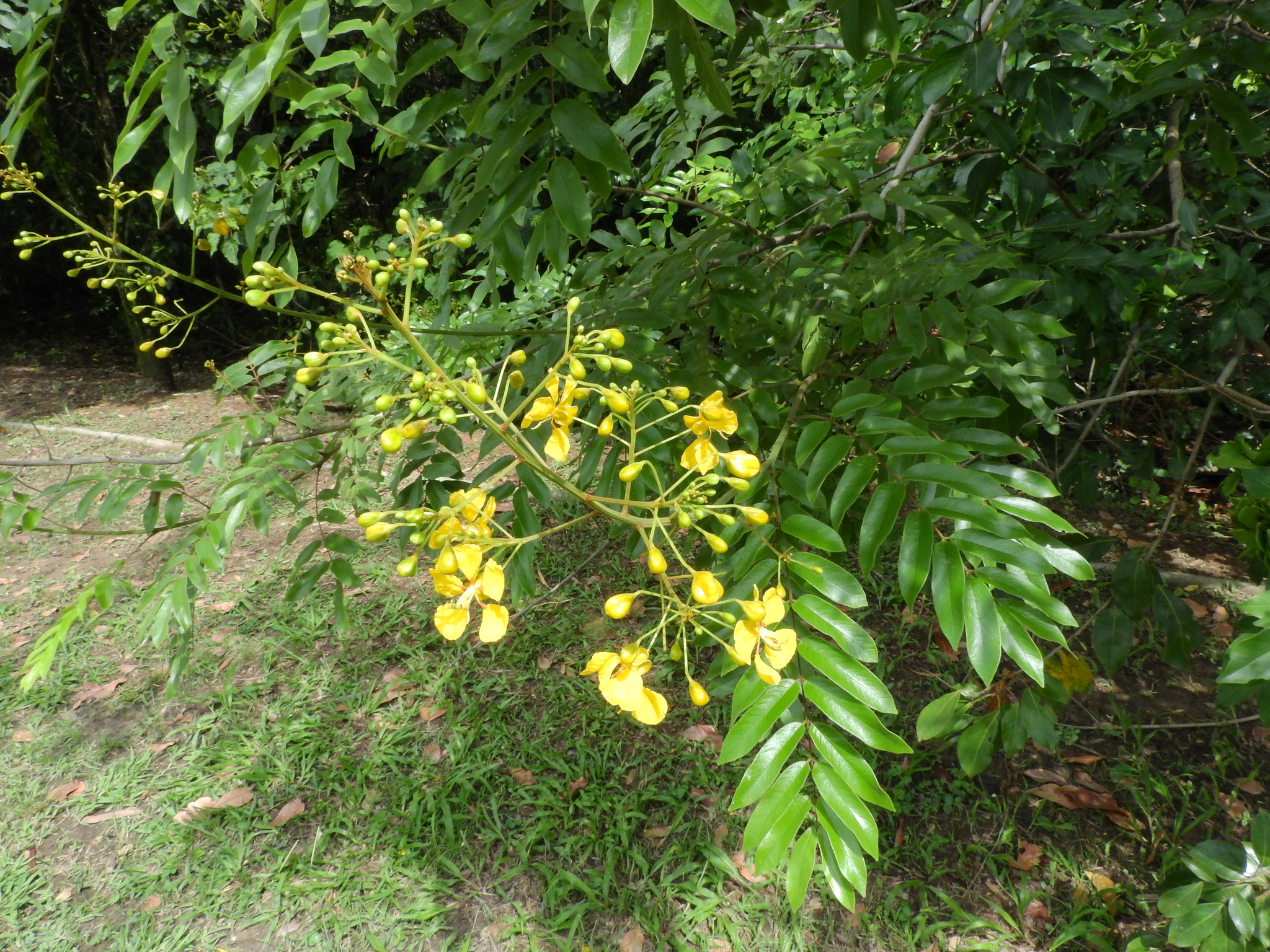 Senna silvestris (Vell.) H.S.Irwin & Barneby