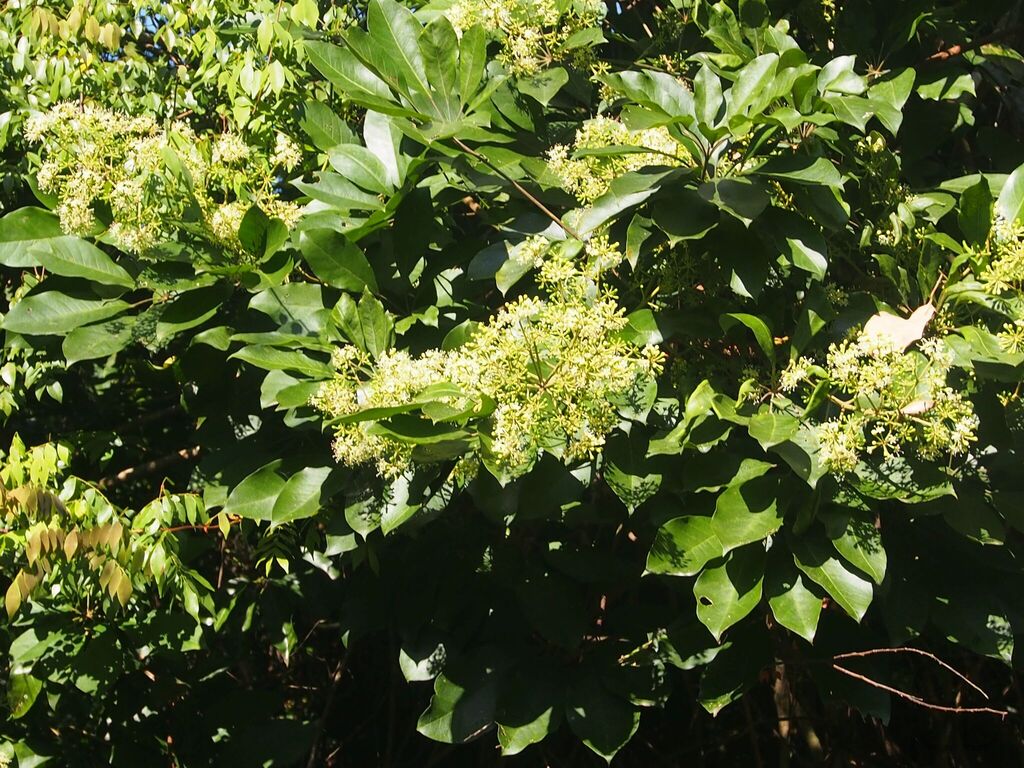 Ivy Tree from Ho Pui, Hong Kong on November 16, 2025 at 11:26 AM by ...