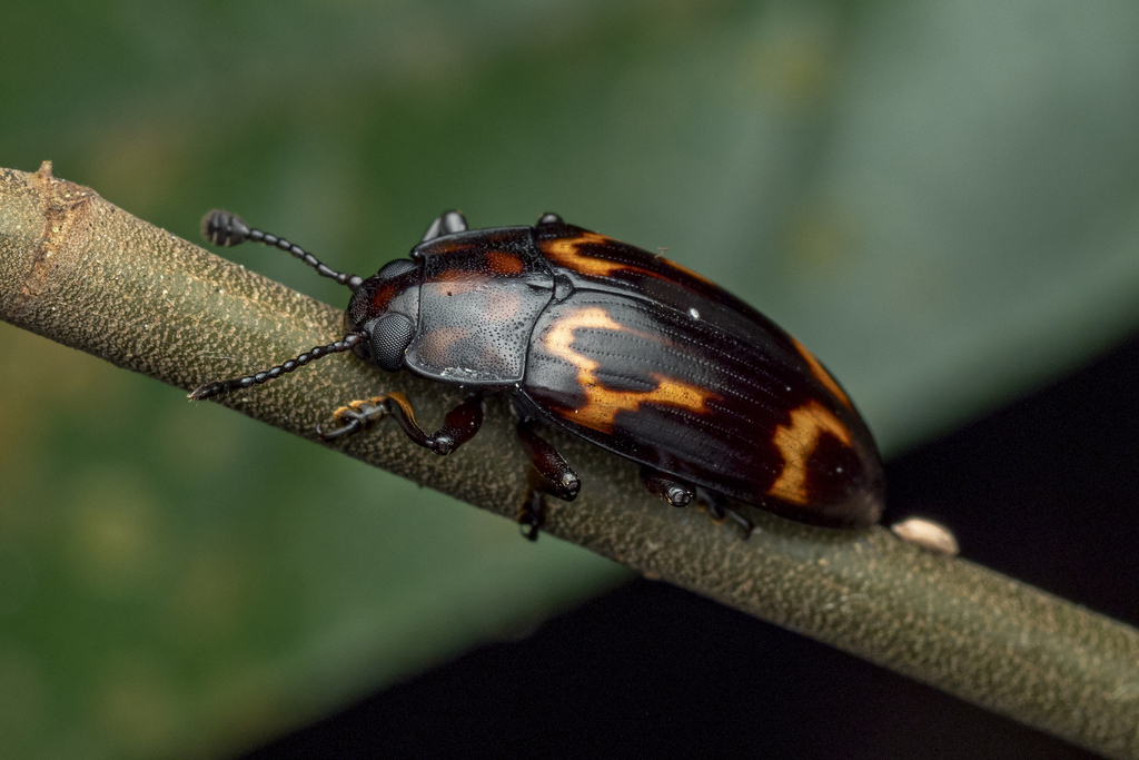 Micrencaustes torquata from Pasoh Forest Reserve, Simpang Pertang ...