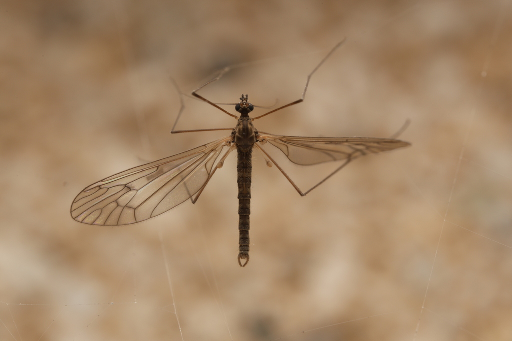 Trichocera bimacula from White River Gardens, 1200 W Washington St ...