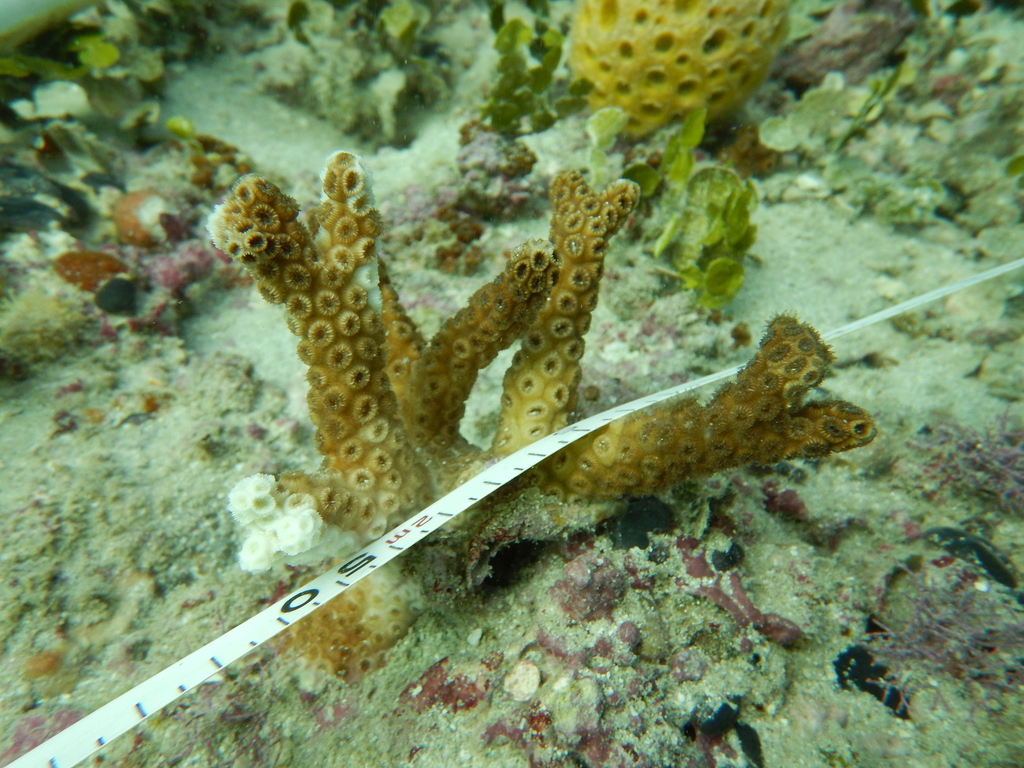 Oculina robusta (Caribbean Coral: Shallow Water Stony Corals Commonly ...