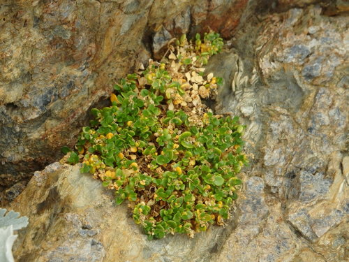 Subspecies Polycarpon polycarpoides catalaunicum · iNaturalist