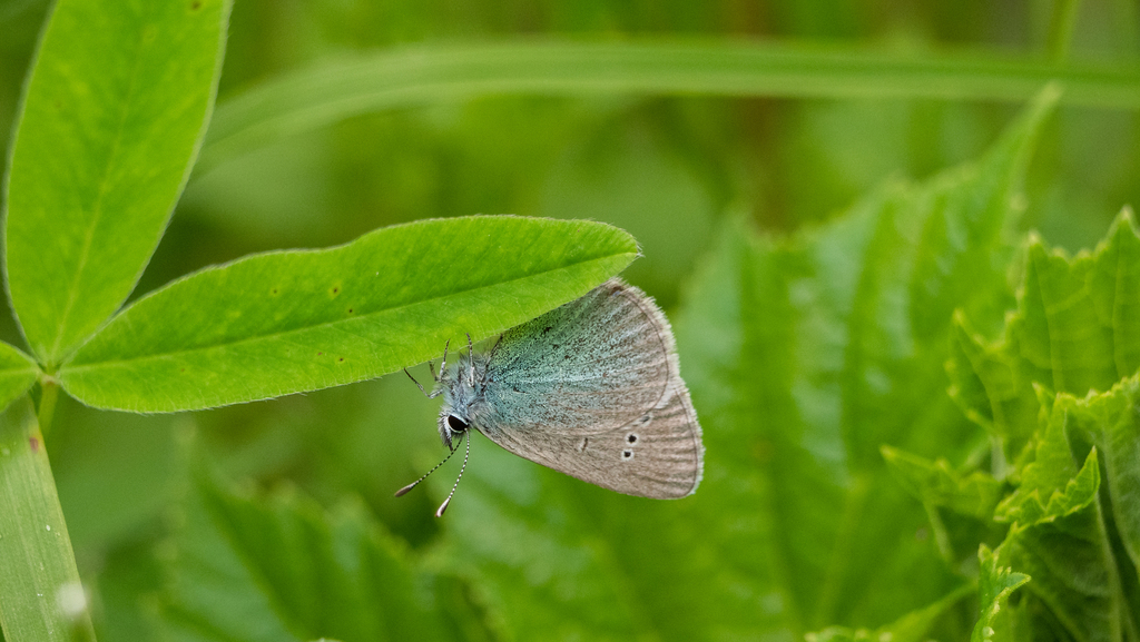 Green-underside Blue from Киров, Кировская обл., Россия on June 28 ...