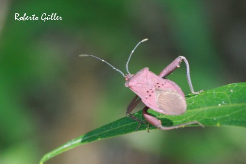 Genus Ugnius · iNaturalist