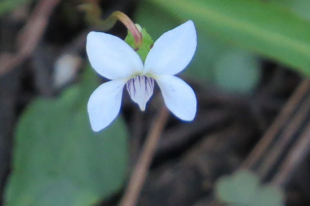 white bog violet from Wild Turkey Strand Preserve, Fort Myers, FL 33913 ...