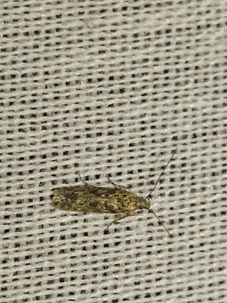 Phthorimaea absoluta from Belverde (Av Belverde N14), 2845-515 Amora ...