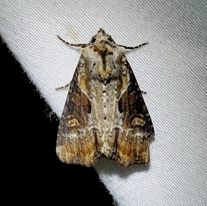Double-lobed Moth in June 2023 by Nancy Kant · iNaturalist