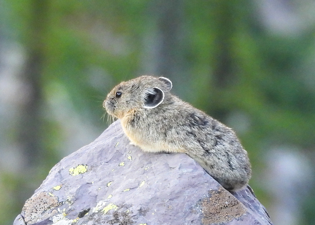 American Pika from Flathead County, MT, USA on August 12, 2025 at 06:40 ...