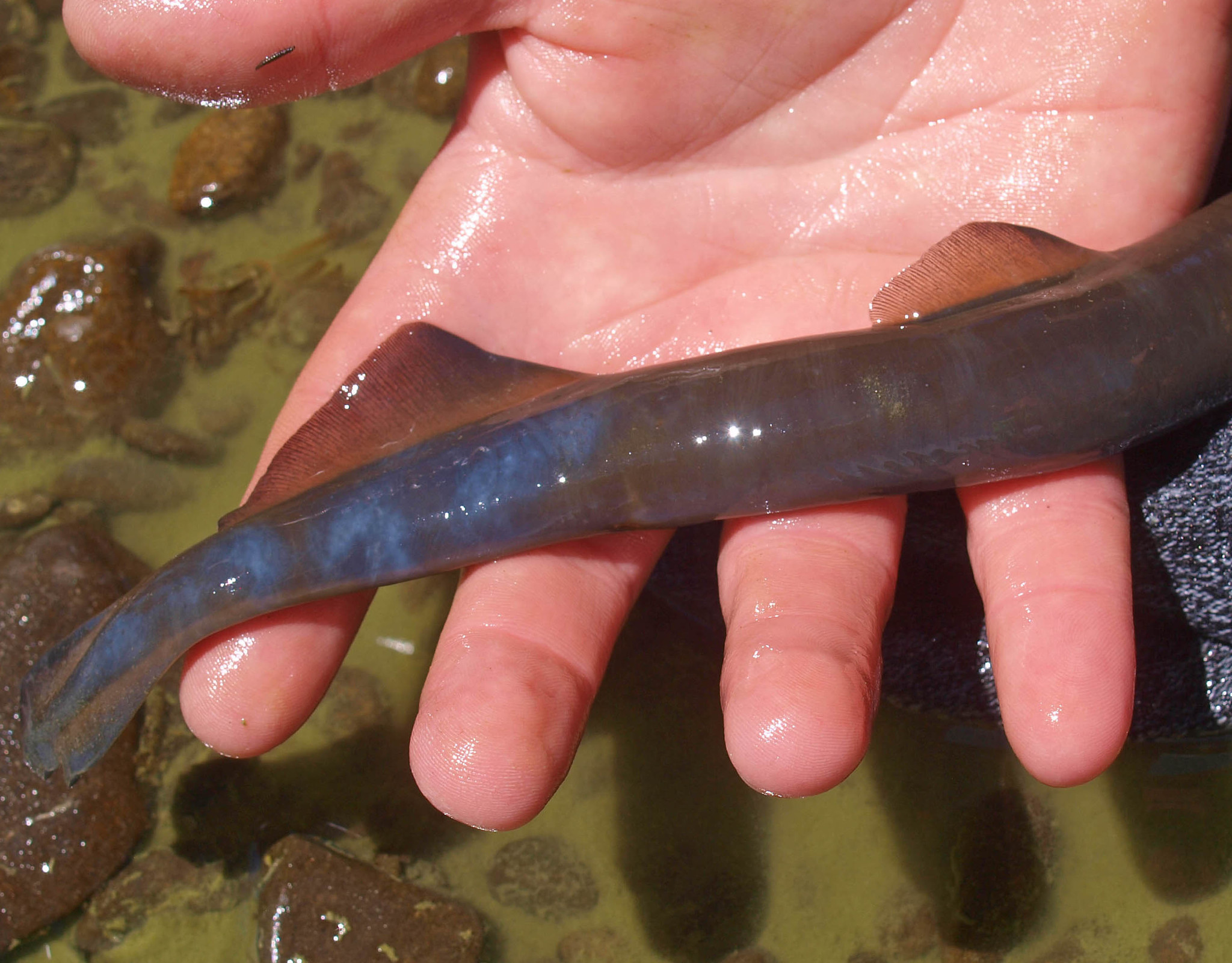 Geotria australis Gray, 1851