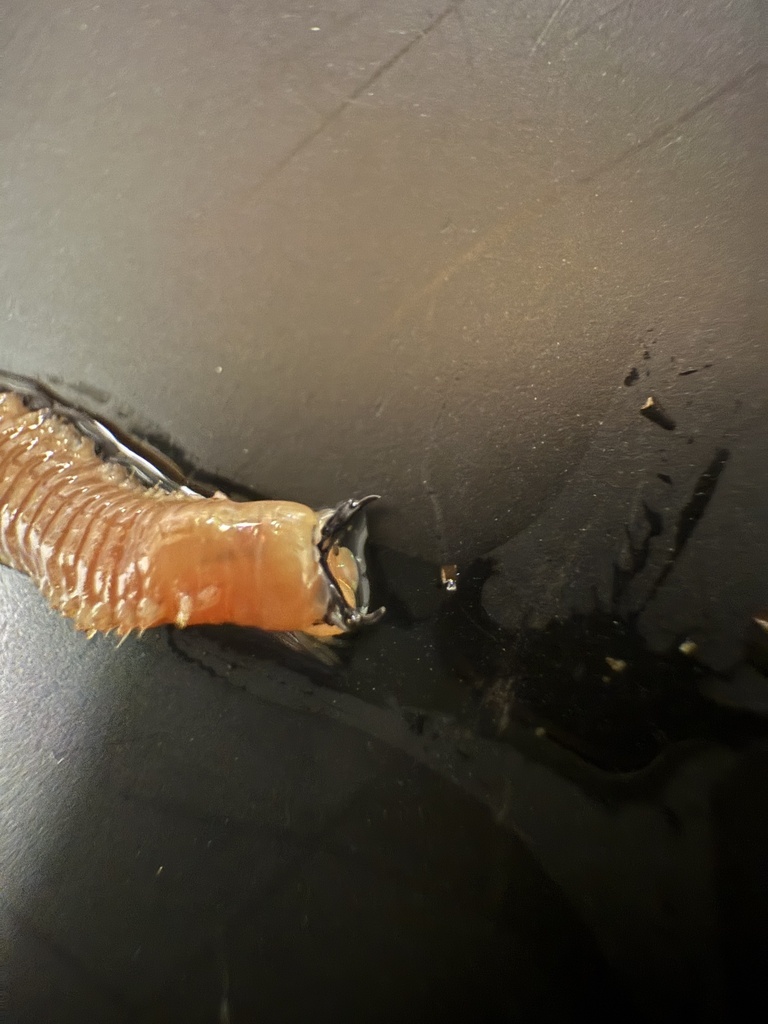 Eunicidae from North Pacific Ocean, San Diego, CA, US on November 15 ...