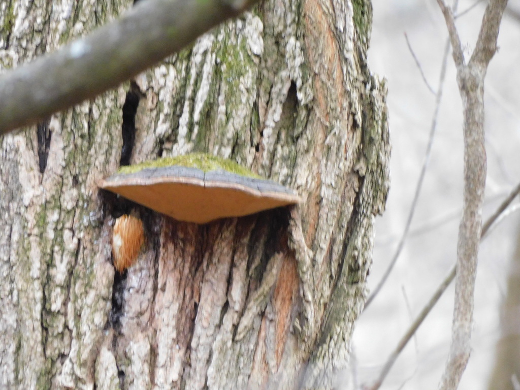 Cracked Cap Polypore from Allegany County, MD, USA on November 15, 2025 ...