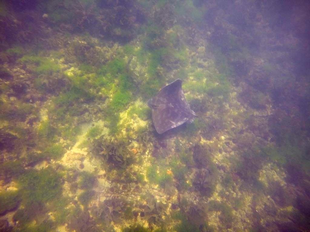 Australian Bull Ray from Green Point, Brighton, Victoria on December 23 ...