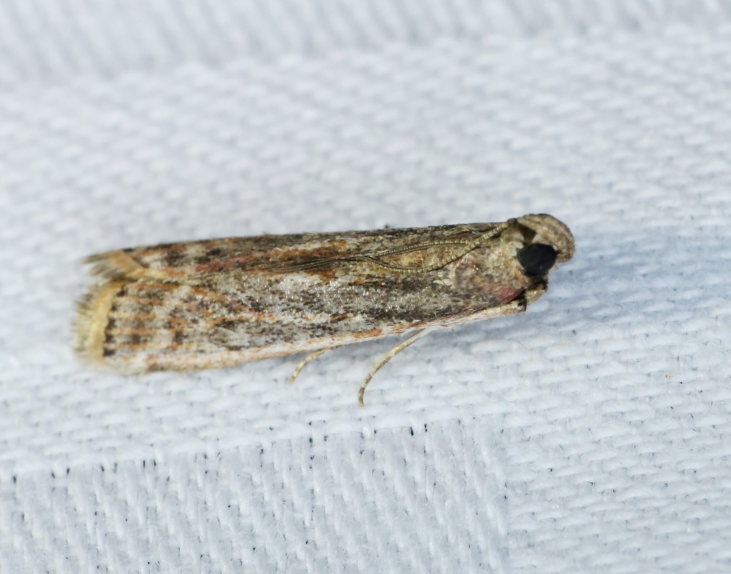 Knot-horn Moths from Hong Kong on January 6, 2020 at 08:30 PM by sk2 ...