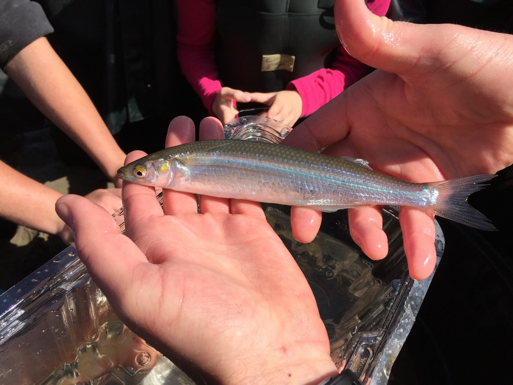 Topsmelt Silverside (Atherinops affinis) - Marine Life Identification