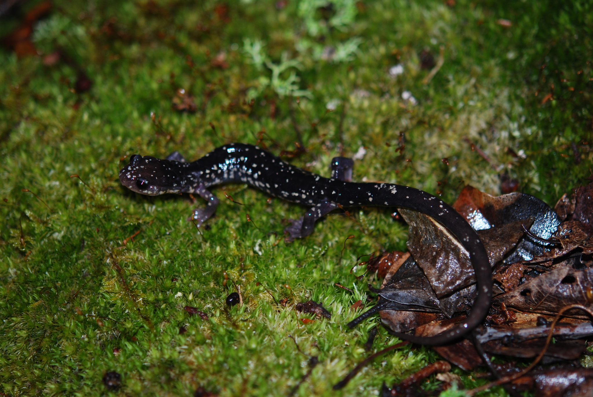 Plethodon punctatus Highton, 1972