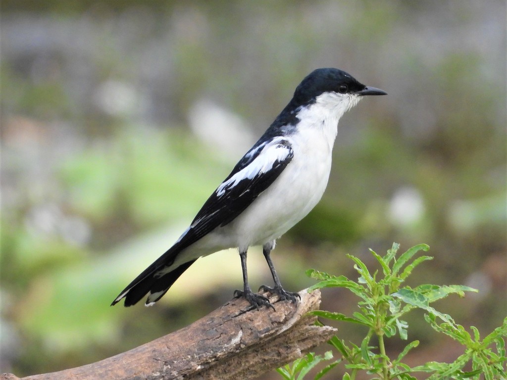 White-winged Triller (Birds of Griffith NSW) · iNaturalist