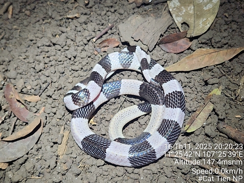 Kraits (Bungarus) - Snakes and Lizards