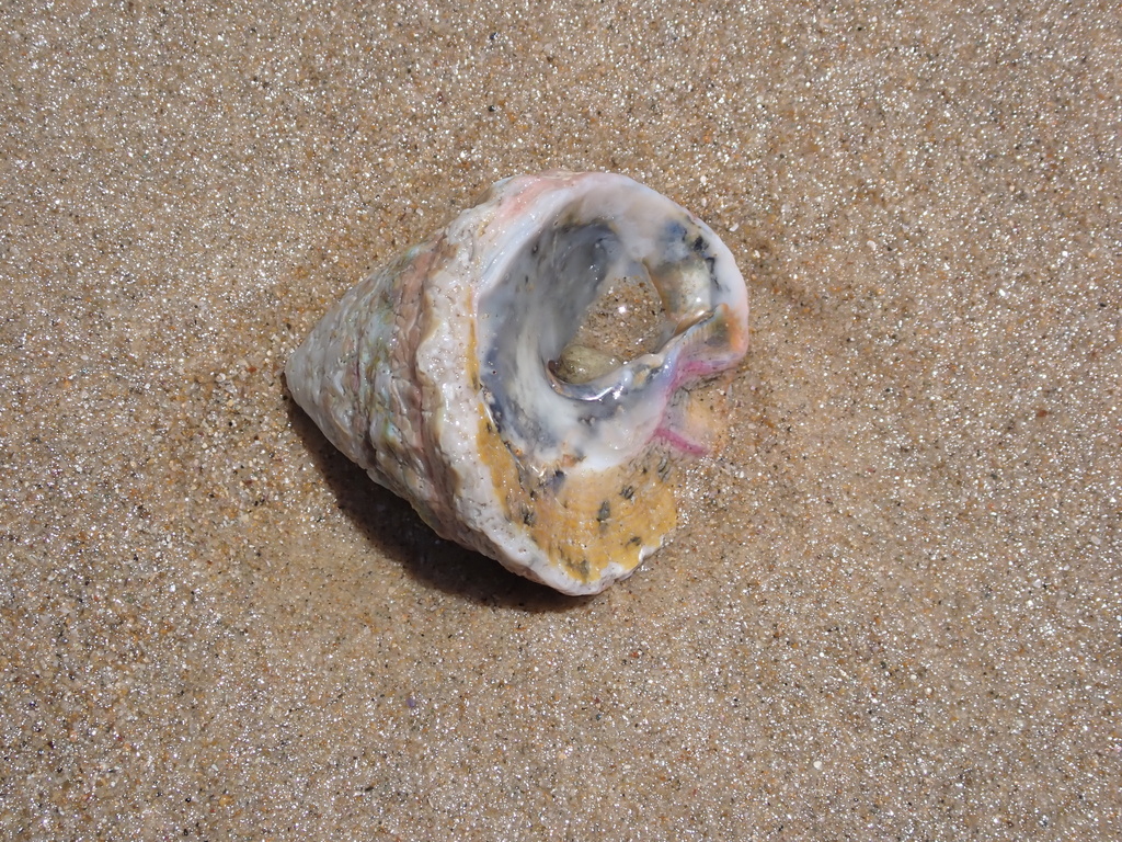 Common Tent Shell from Urunga NSW 2455, Australia on November 17, 2025 ...