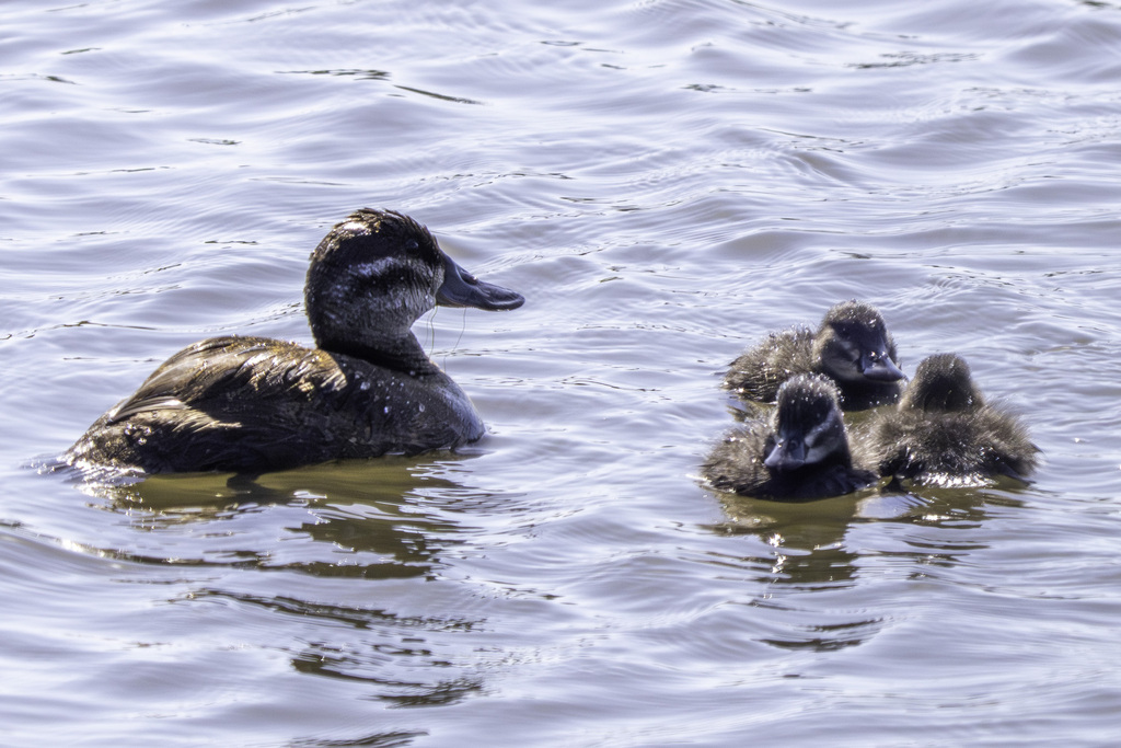 Ruddy Duck from Eastern Malibu, Malibu, CA, USA on July 31, 2025 at 09: ...