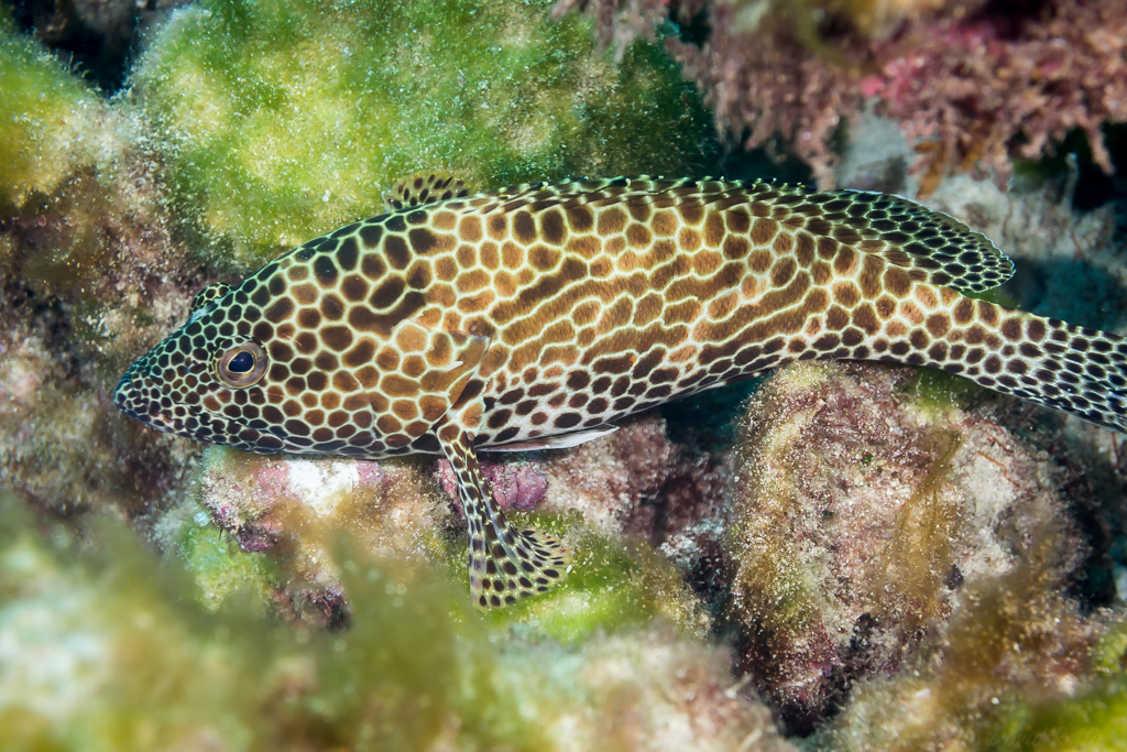 Honeycomb Grouper (Epinephelus merra) - Marine Life Identification