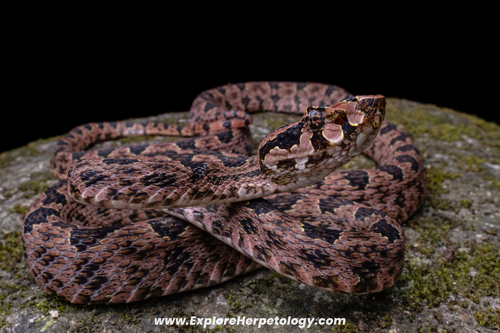 (Protobothrops kelomohy) - Snakes and Lizards