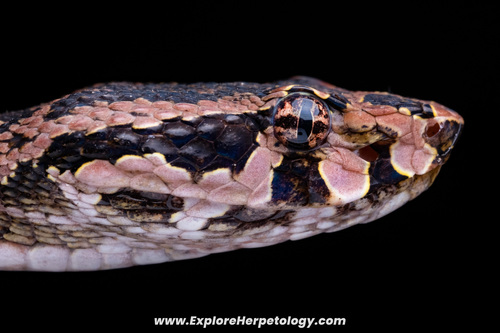 (Protobothrops kelomohy) - Snakes and Lizards
