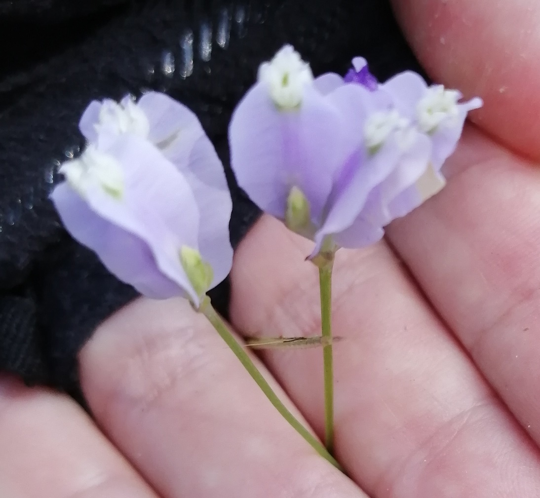 Burmannia coelestis D.Don