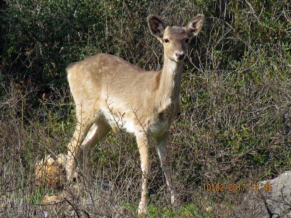 Persian Fallow Deer in February 2017 by centaur · iNaturalist