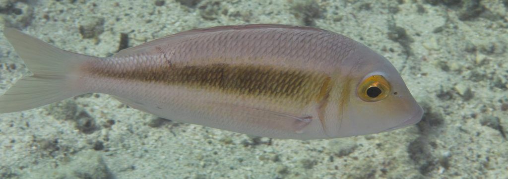 Snubnose Emperor Bream from Sirena Beach El Quadim Bay, El Qoseir, Red ...