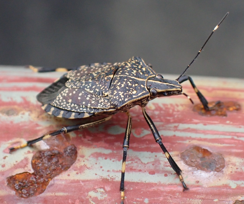 Yellow-spotted Stink Bug in November 2025 by jasperbasil · iNaturalist