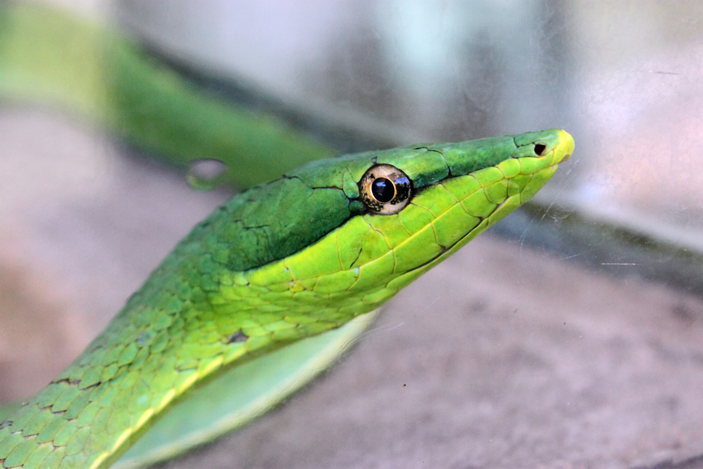 Green Vine Snake (Oxybelis fulgidus) - Snakes and Lizards