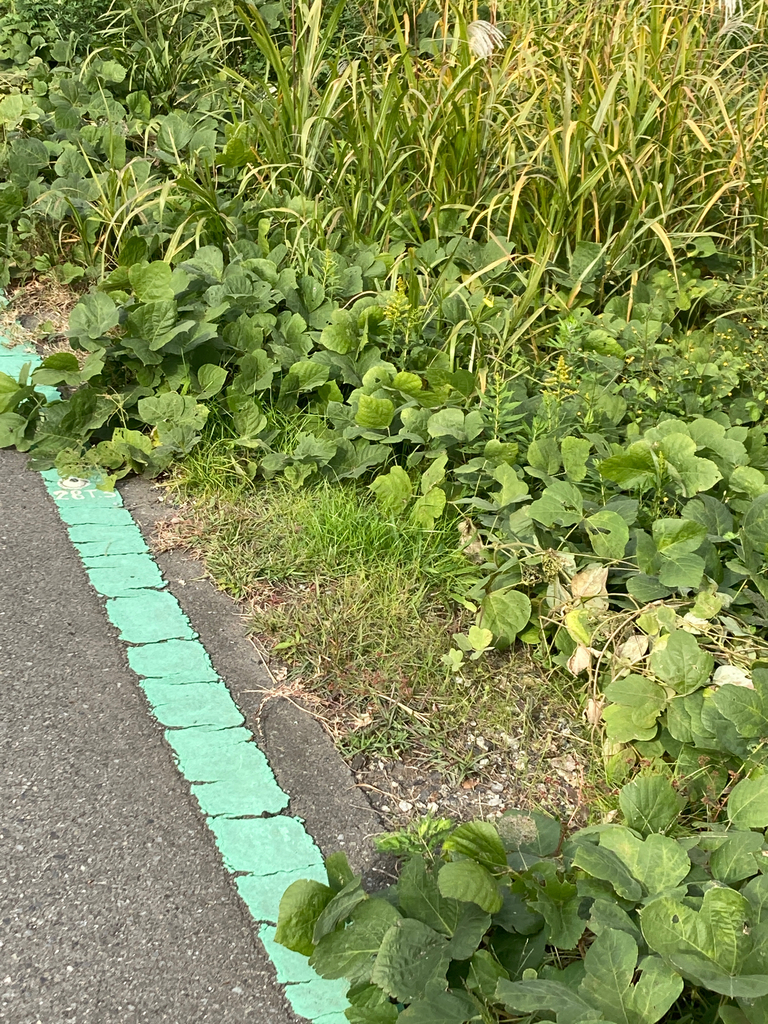 Kudzu Bean from Ken-o Expressway, Ebina, Kanagawa, JP on November 16 ...