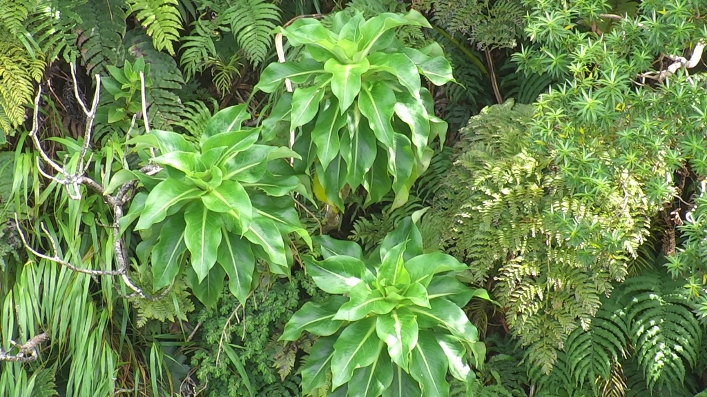 (Centaurodendron) - Botanical Realm