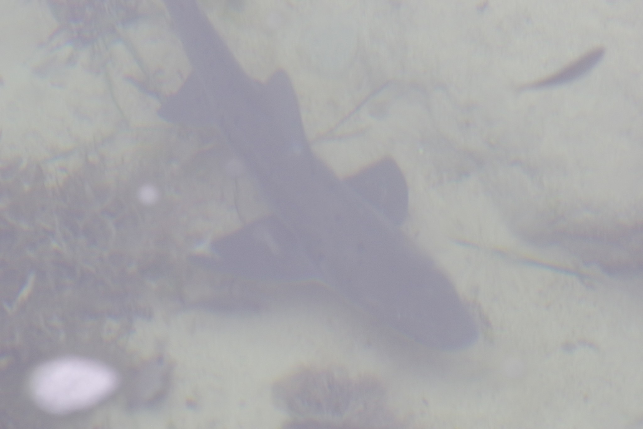 Triakis megalopterus (Smith, 1839)