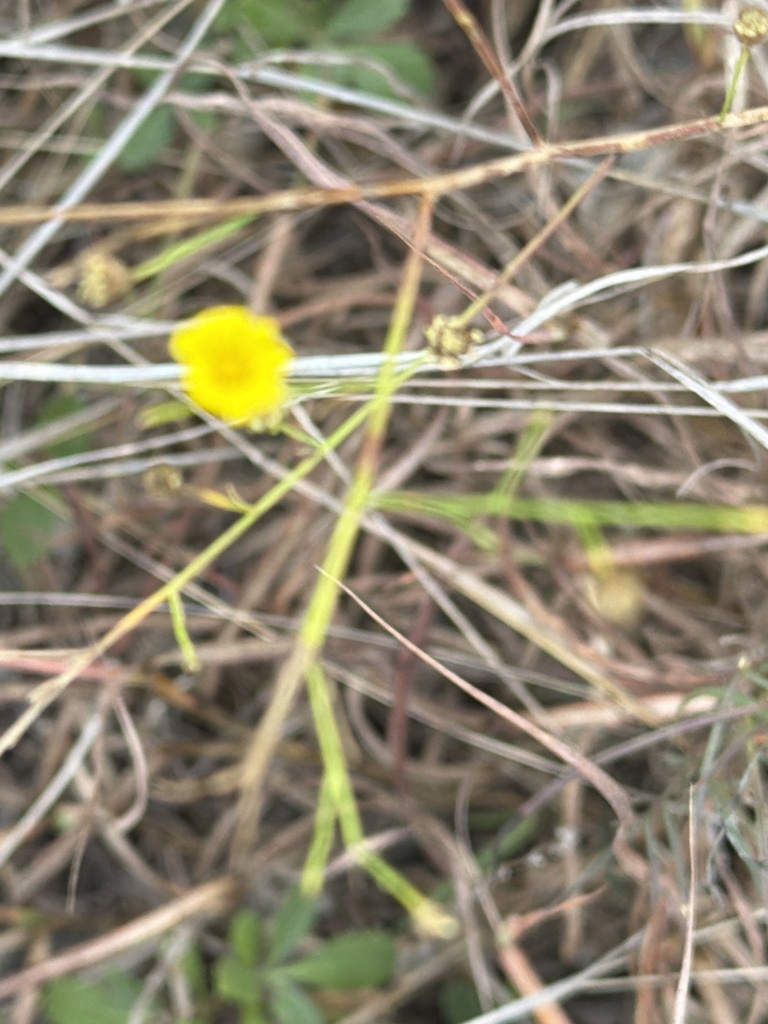 Rock Flax from Herff Rd, Boerne, TX, US on November 17, 2025 at 08:20 ...