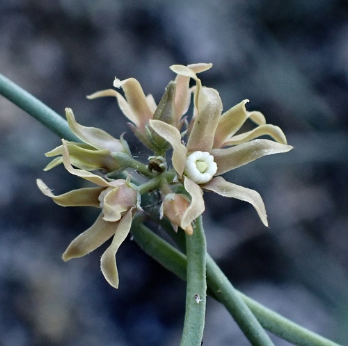 Palmer's Swallow-Wort (Pattalias palmeri)