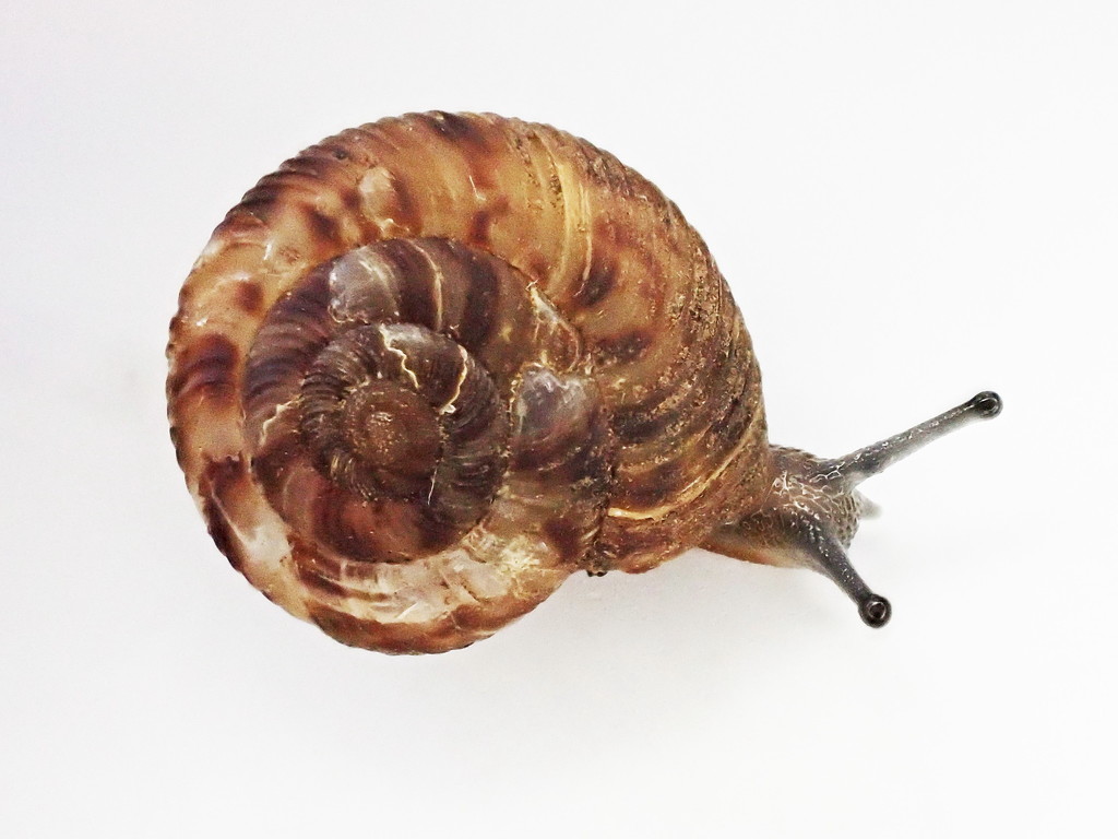 Flamed Tigersnail (Snails of Ontario) · iNaturalist