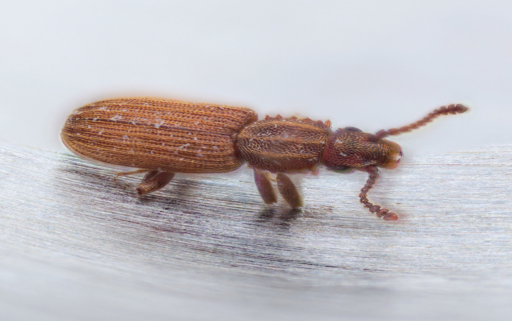 Sawtoothed Grain Beetle in November 2025 by Mr. Satterly. Found indoors ...