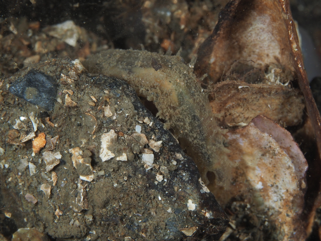Flabby bristle-worm from Highland Council, UK on November 15, 2025 at ...