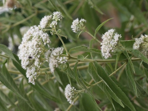 Austroeupatorium inulaefolium · iNaturalist
