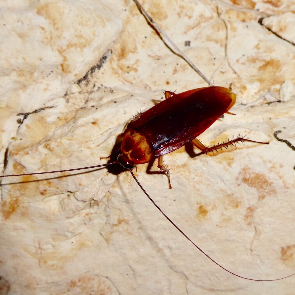 American Cockroach from Antigua and Barbuda, Antigua and Barbuda, AG on ...