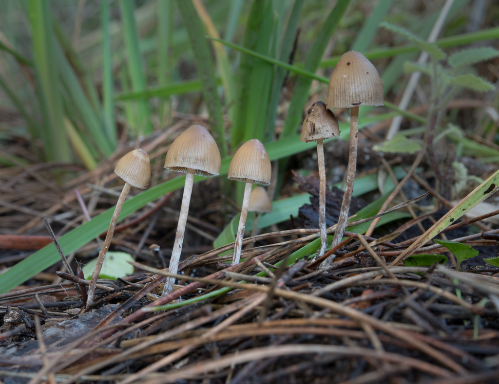 Psilocybe pelliculosa from Salt Point State Park, Sonoma Co ...